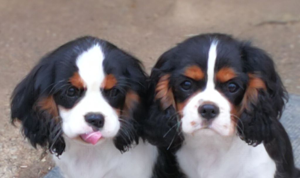 Chiots à vendre - Elevage Of little by little - eleveur de chiens ...