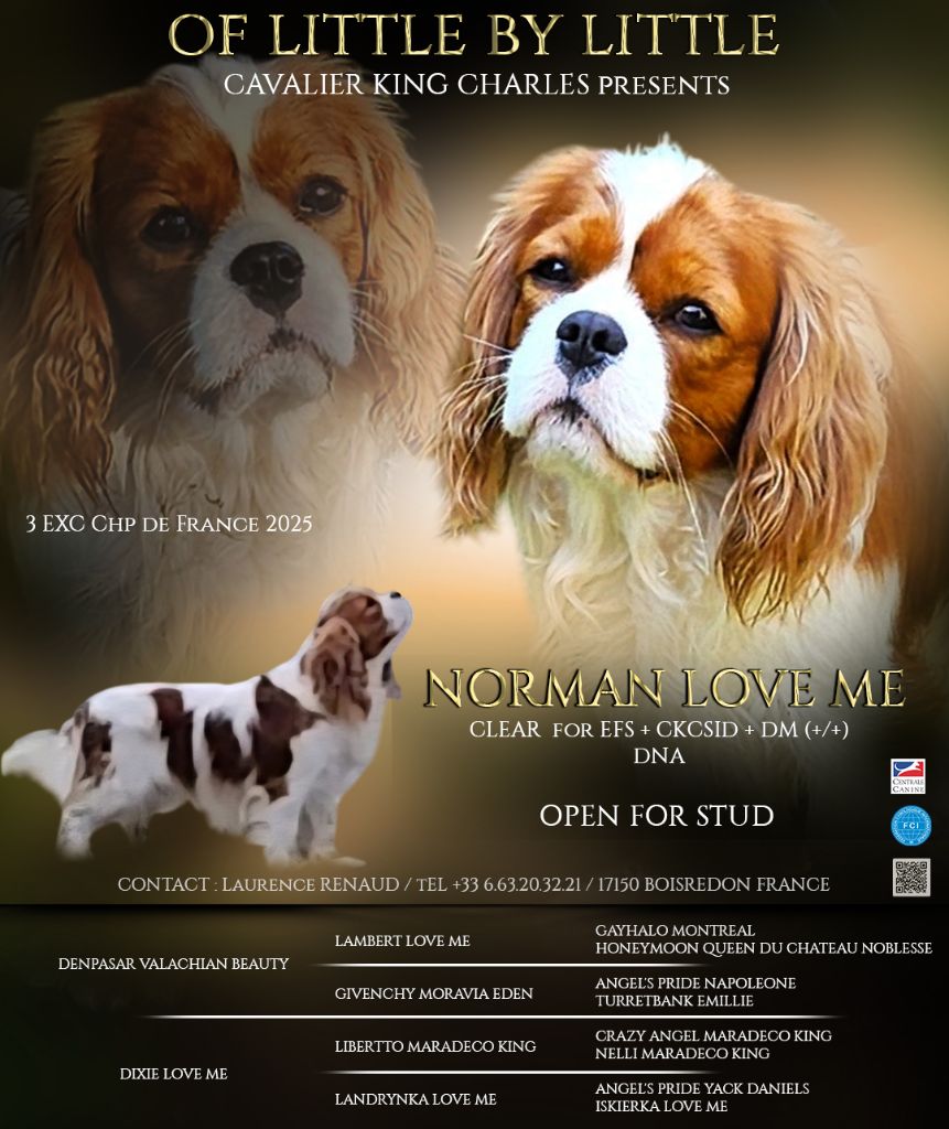 Chiots à vendre - Elevage Of little by little - eleveur de chiens ...