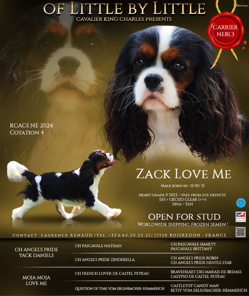 Chiots disponibles - Elevage Of little by little - eleveur de chiens ...